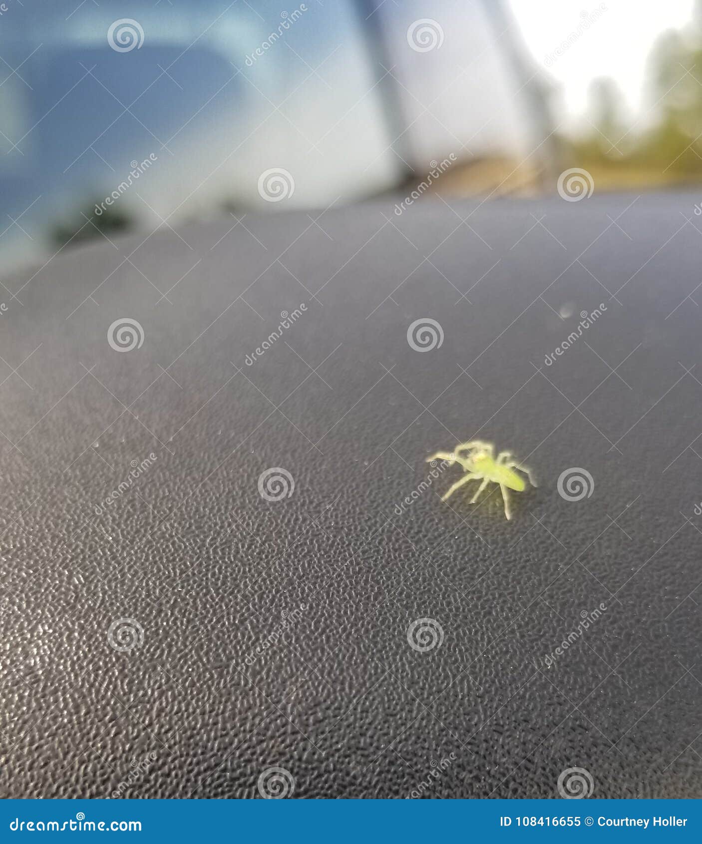 A Bugs Life stock image. Image of insects, life, small - 108416655