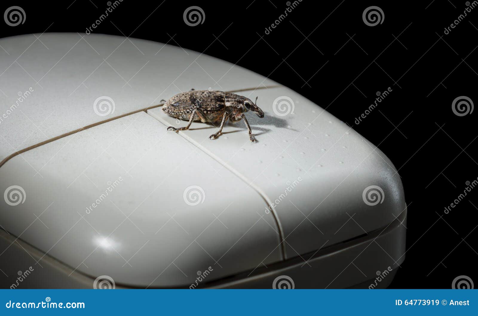 Bug on mouse stock image. Image of pest, symbol, infected - 64773919