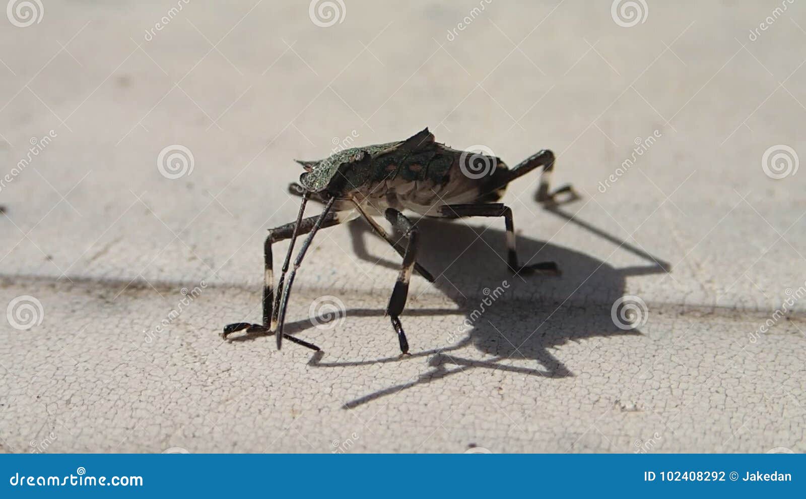 Bug Moving Its Antennas and a Leg Stock Footage - Video of fauna ...