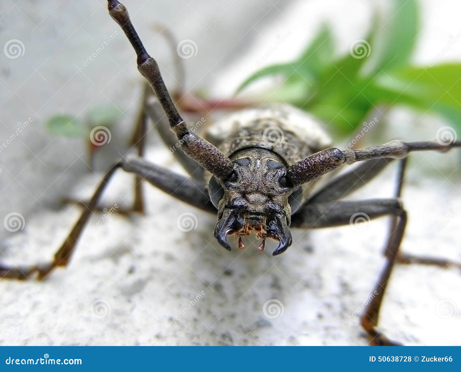Bug-mustache stock photo. Image of wood, fauna, background - 50638728