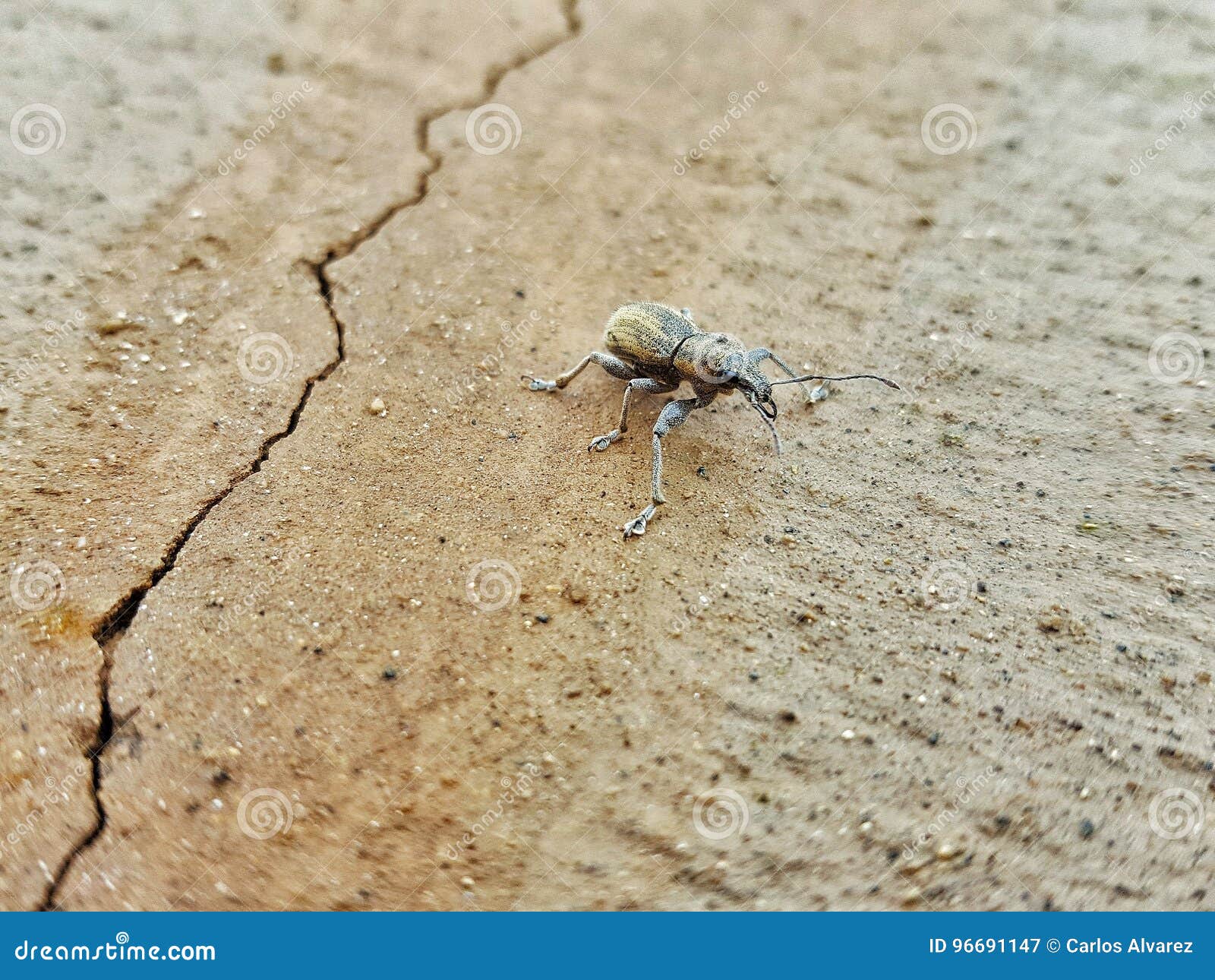 Bug next to a crack stock image. Image of next, floor - 96691147