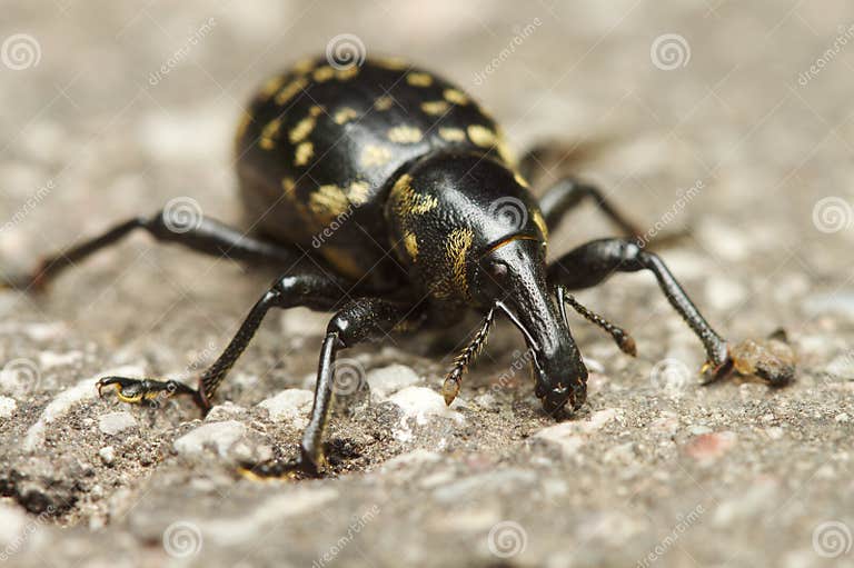 Bug with nose stock image. Image of detail, insect, small - 27391697
