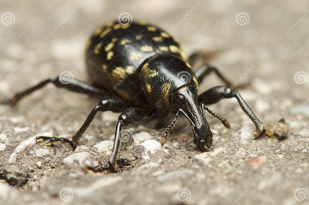 Bug with nose stock image. Image of detail, insect, small - 27391697