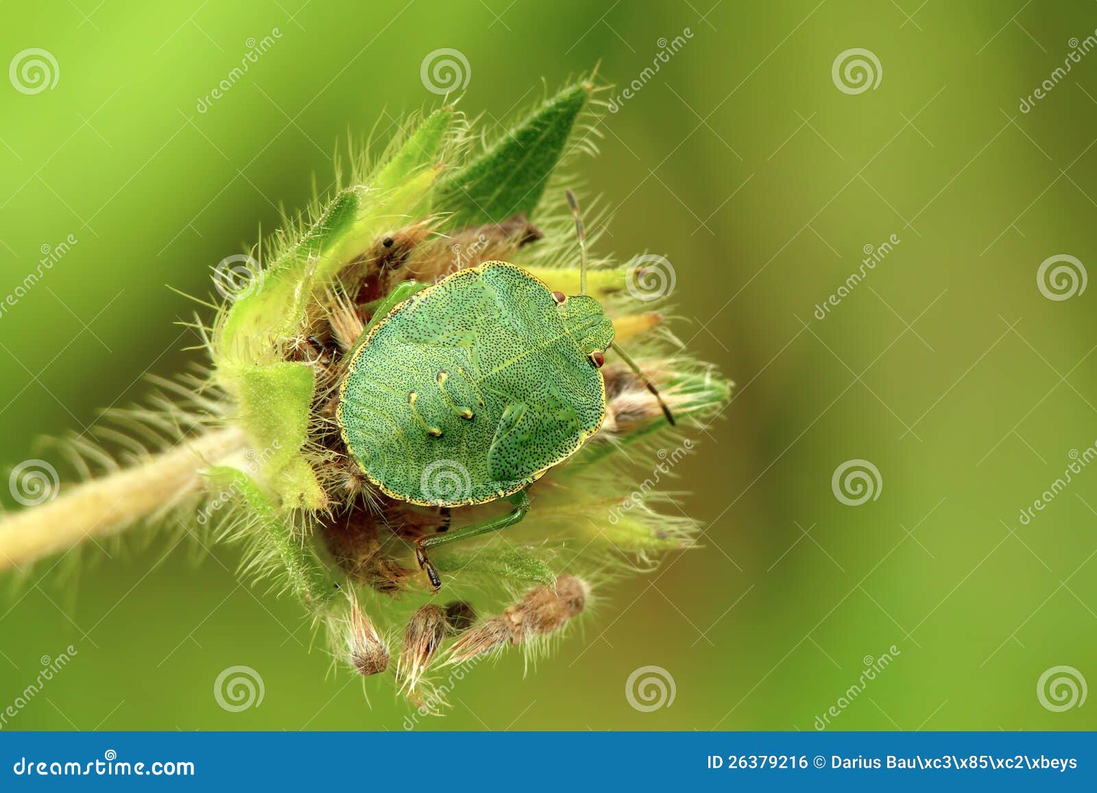Bug nymph stock photo. Image of beetle, scabious, macro - 26379216