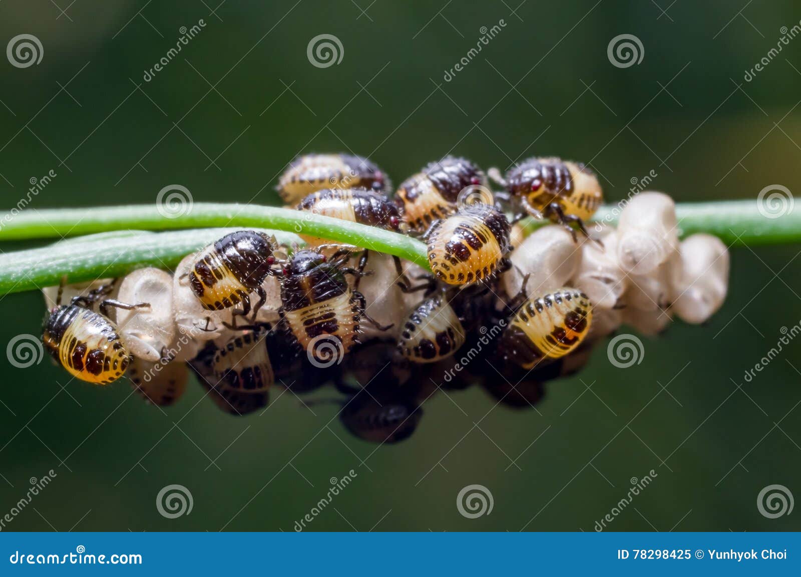 Bug nymphs stock image. Image of shell, stem, insect - 78298425