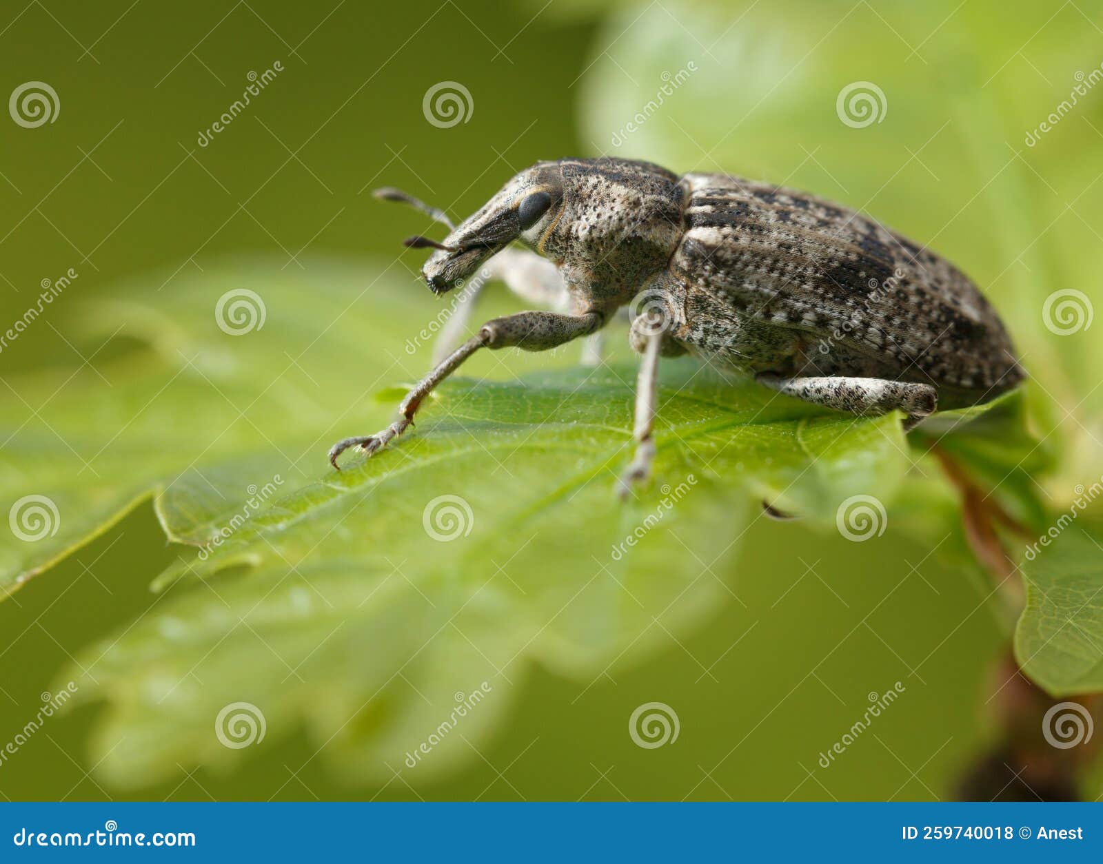 Bug on oak leaf stock photo. Image of detail, sitting - 259740018