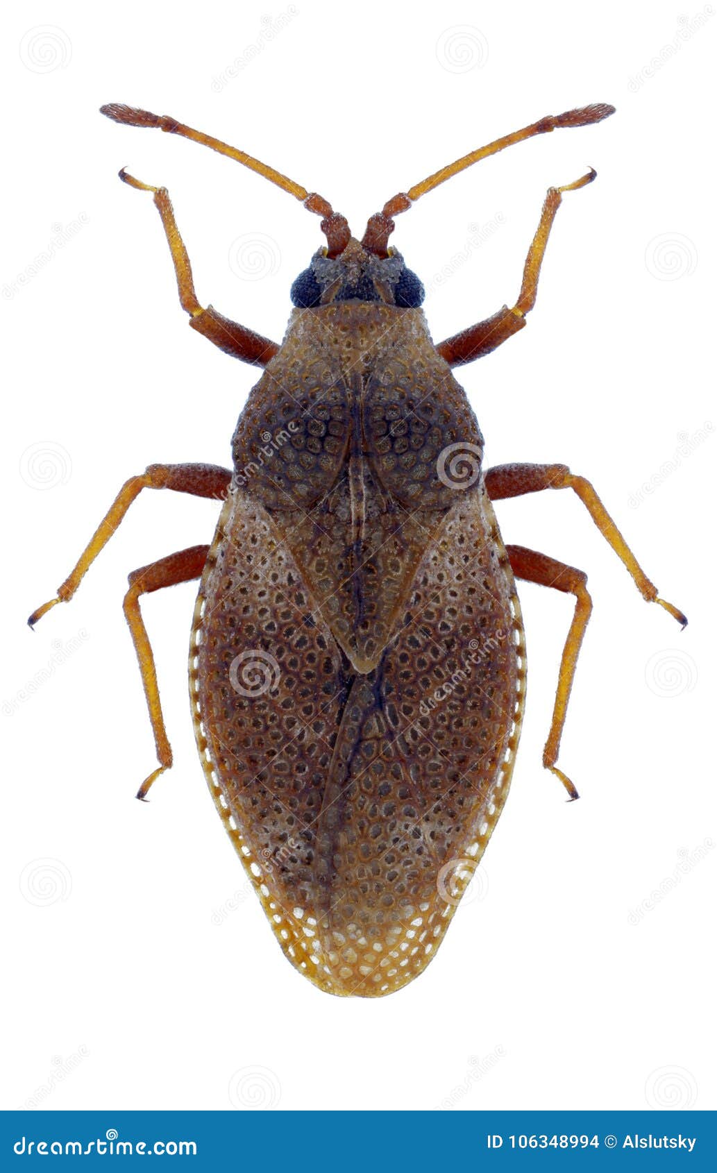 Bug Oncochila simplex stock photo. Image of background - 106348994