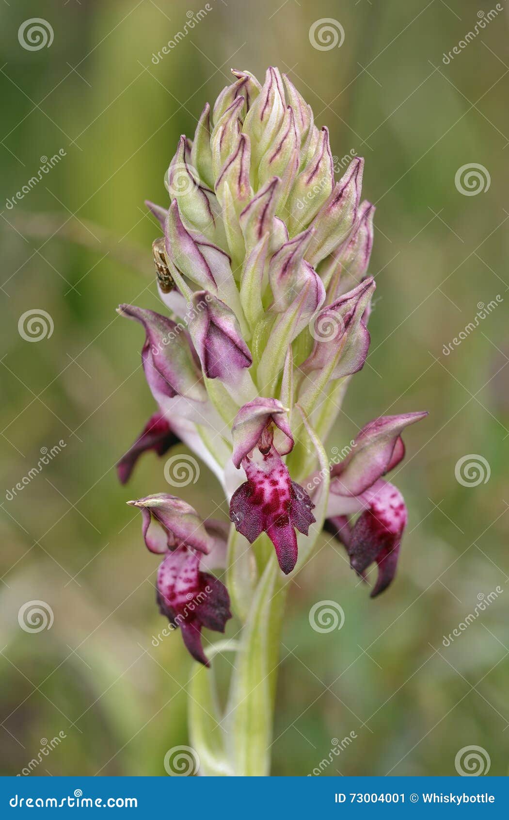 Bug Orchid - Orchis Fragrans Stock Image - Image of cyprus, vertical ...