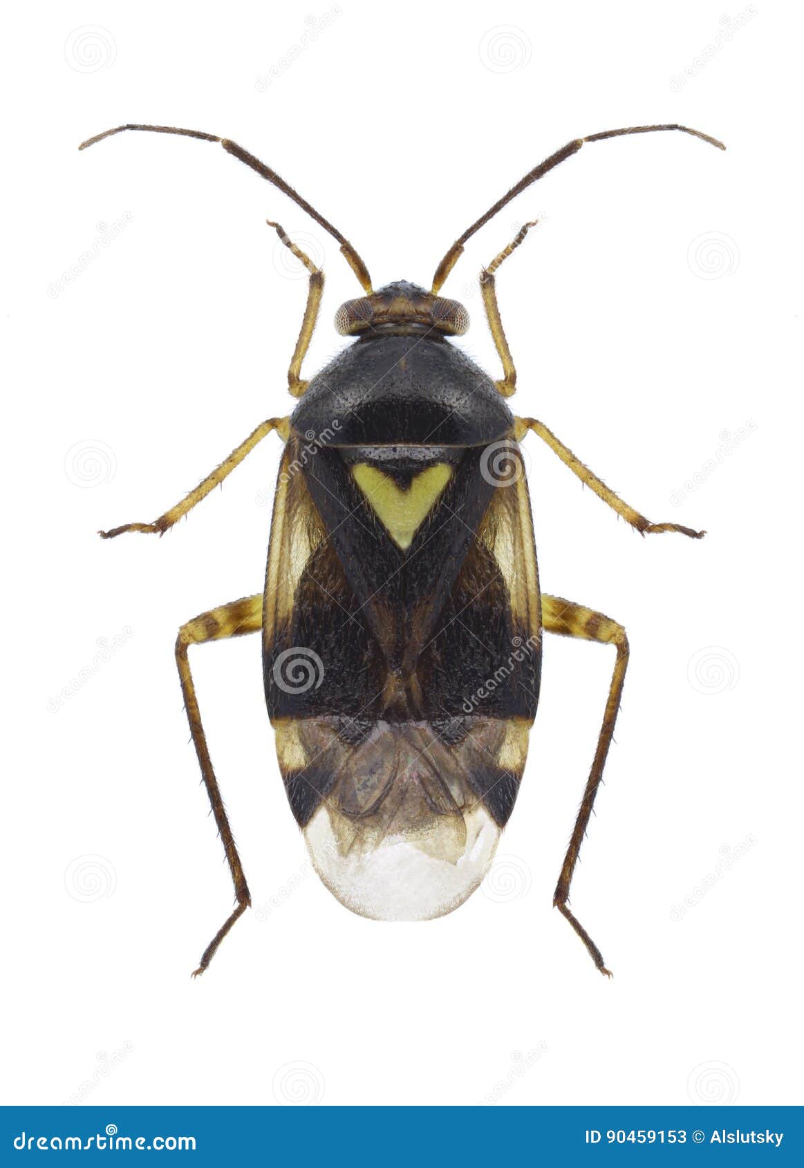 Bug Orthops Stock Photos - Free & Royalty-Free Stock Photos from Dreamstime