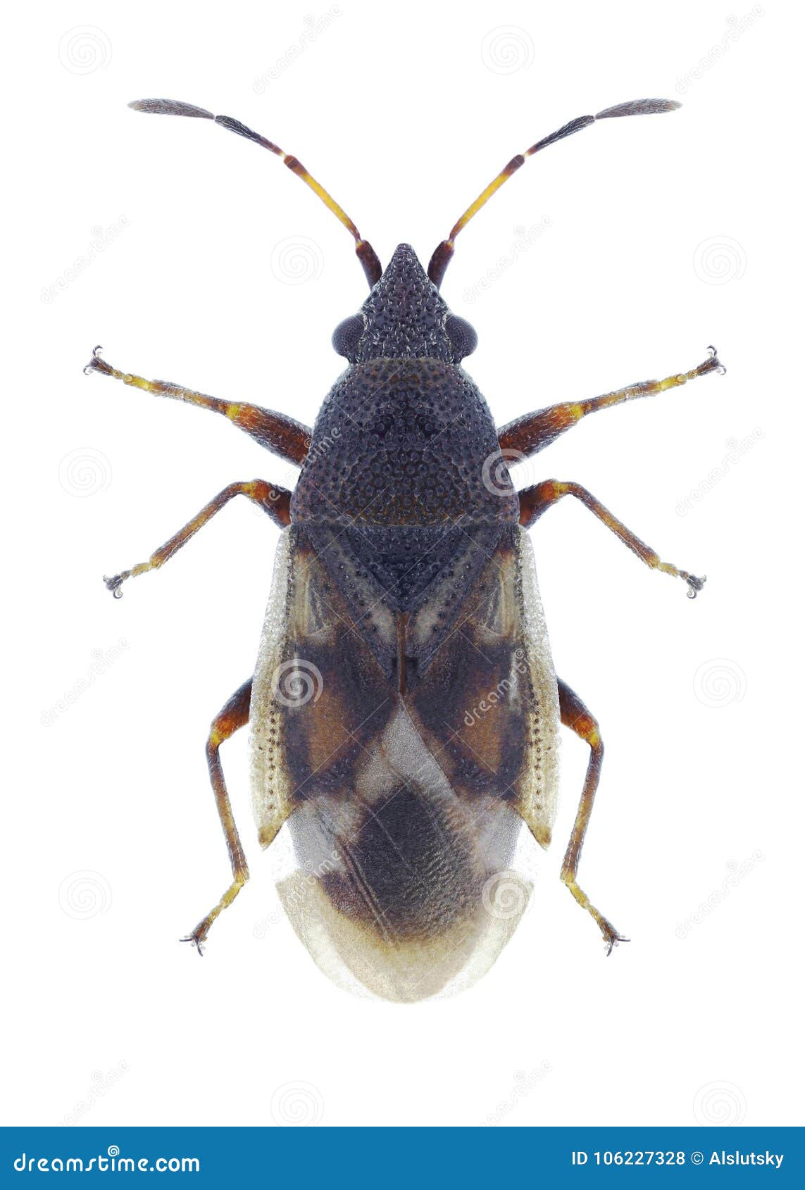 Bug Oxycarenus modestus stock photo. Image of wildlife - 106227328