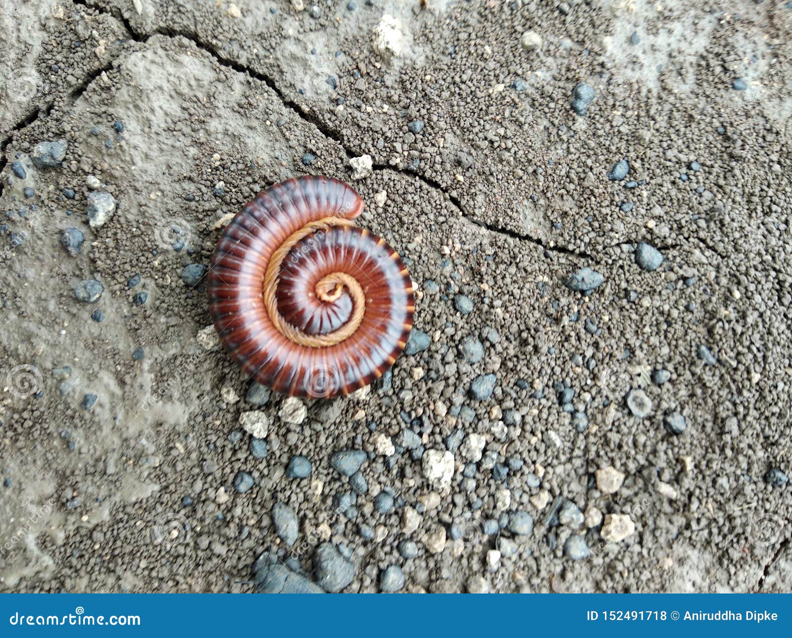 Bug Paisa Centipede Ful Farm Indiancentipede Arkivfoto - Bild av fult ...