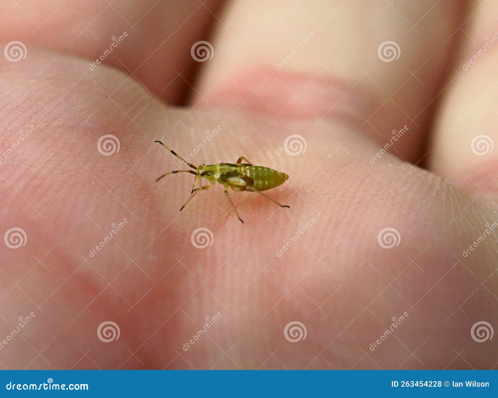 Bug on palm of hand stock photo. Image of nail, palm - 263454228