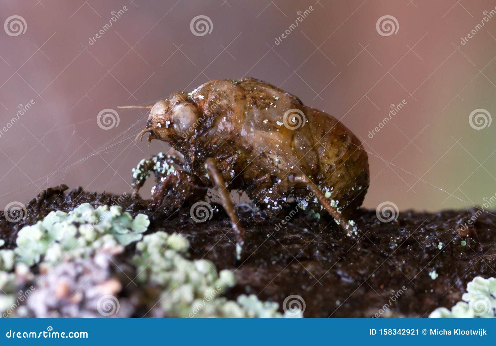 Bug on a palm tree stock image. Image of brown, large - 158342921