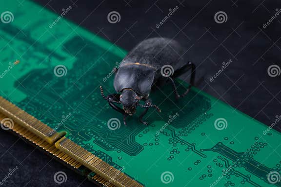 Bug on PC Memory Circuit Board. Computer Error Concept Stock Photo ...