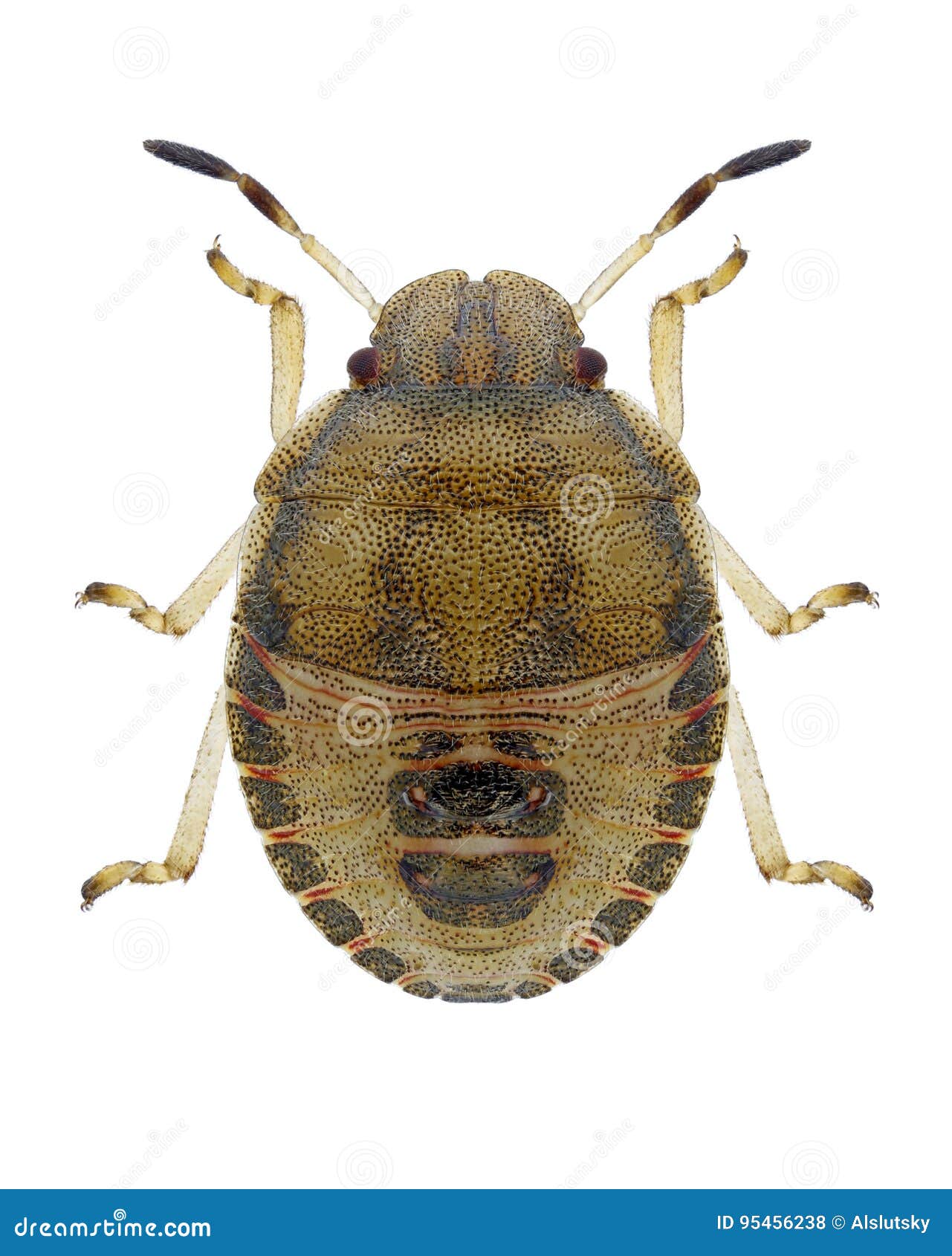 Bug Peribalus strictus stock photo. Image of spring, life - 95456238