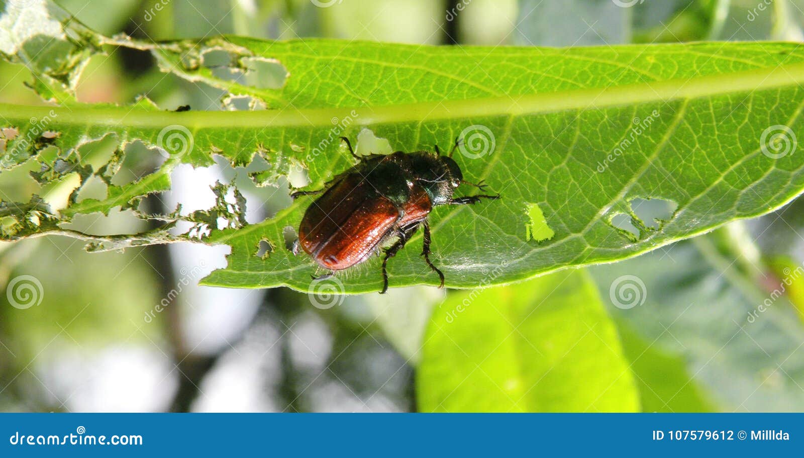 Bug Pest Eating Bush Leaf, Lithuania Stock Photo - Image of bugs, bush ...