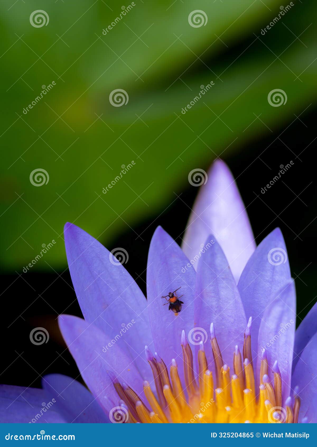 Bug on the Petal of Purple Lotus Flower Stock Image - Image of cereal ...