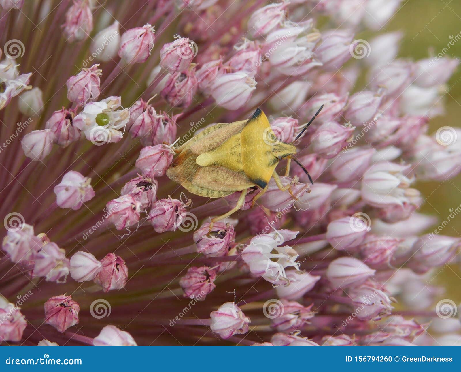 Bug on a pink flower. stock photo. Image of summer, permaculture ...