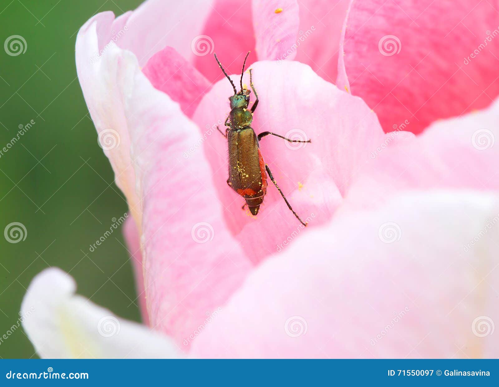 Bug on a pink Tulip stock image. Image of mustache, green - 71550097
