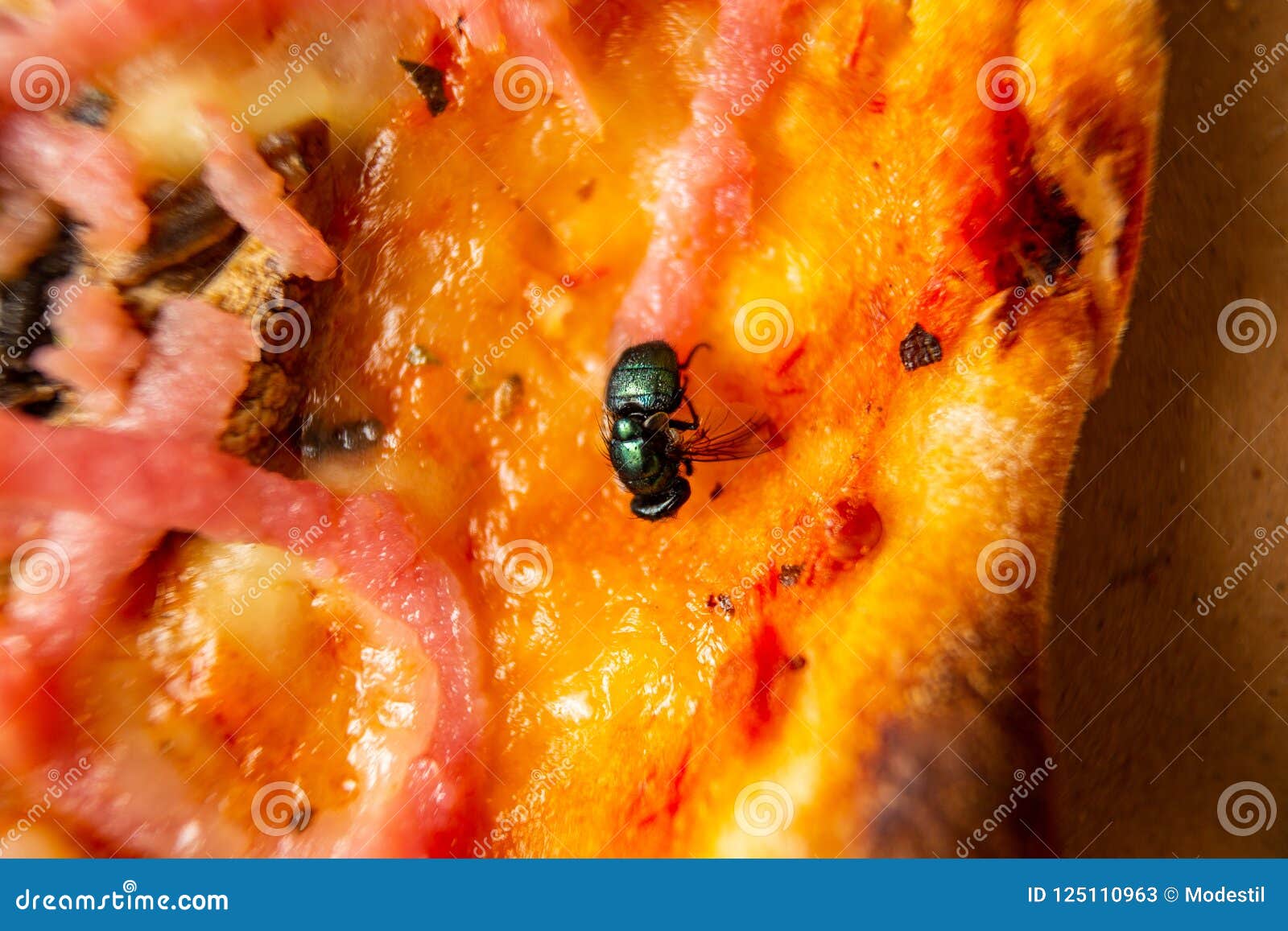 Bug on pizza slice stock image. Image of concept, ingredient - 125110963