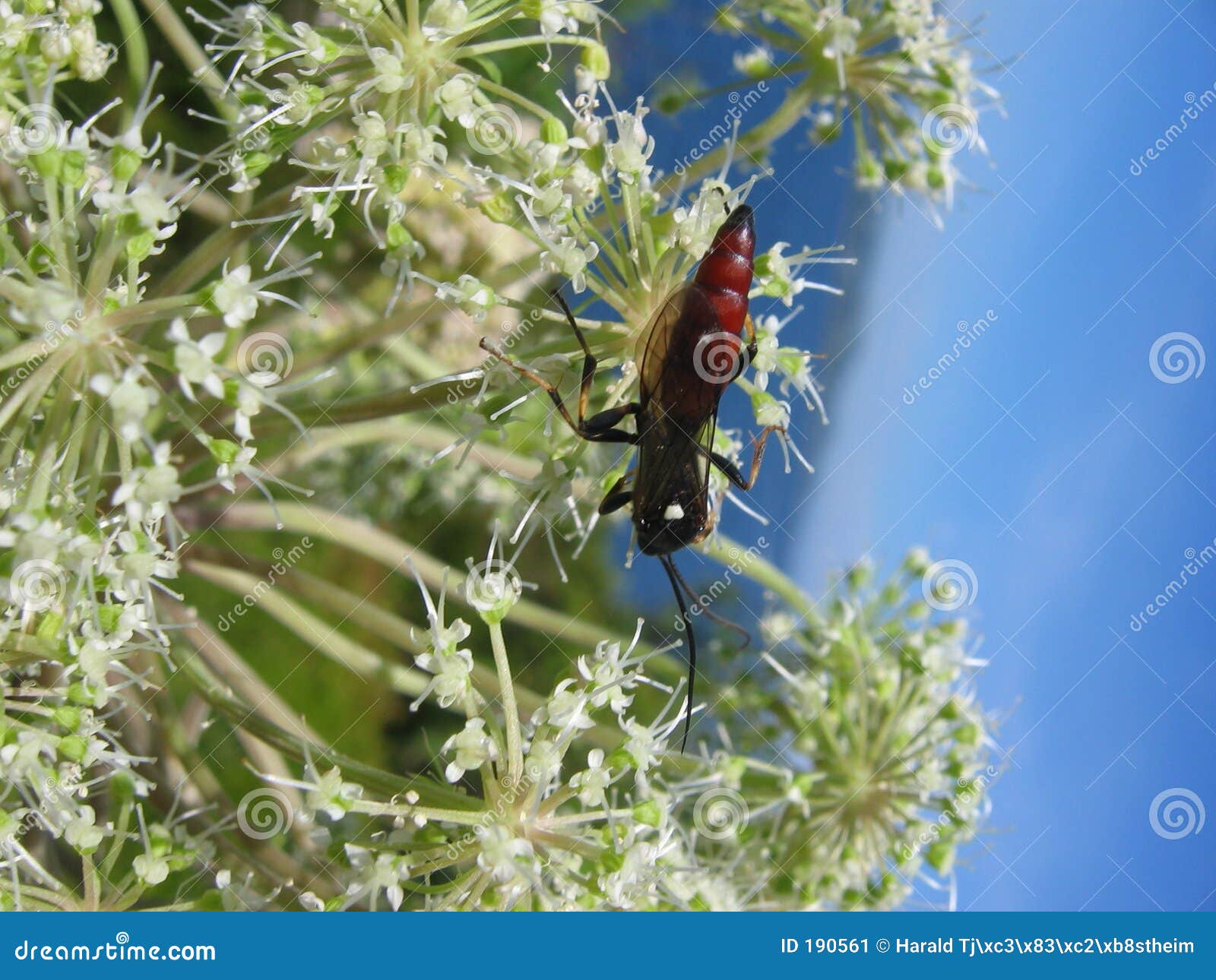 A Bug On A Plant Picture. Image: 190561