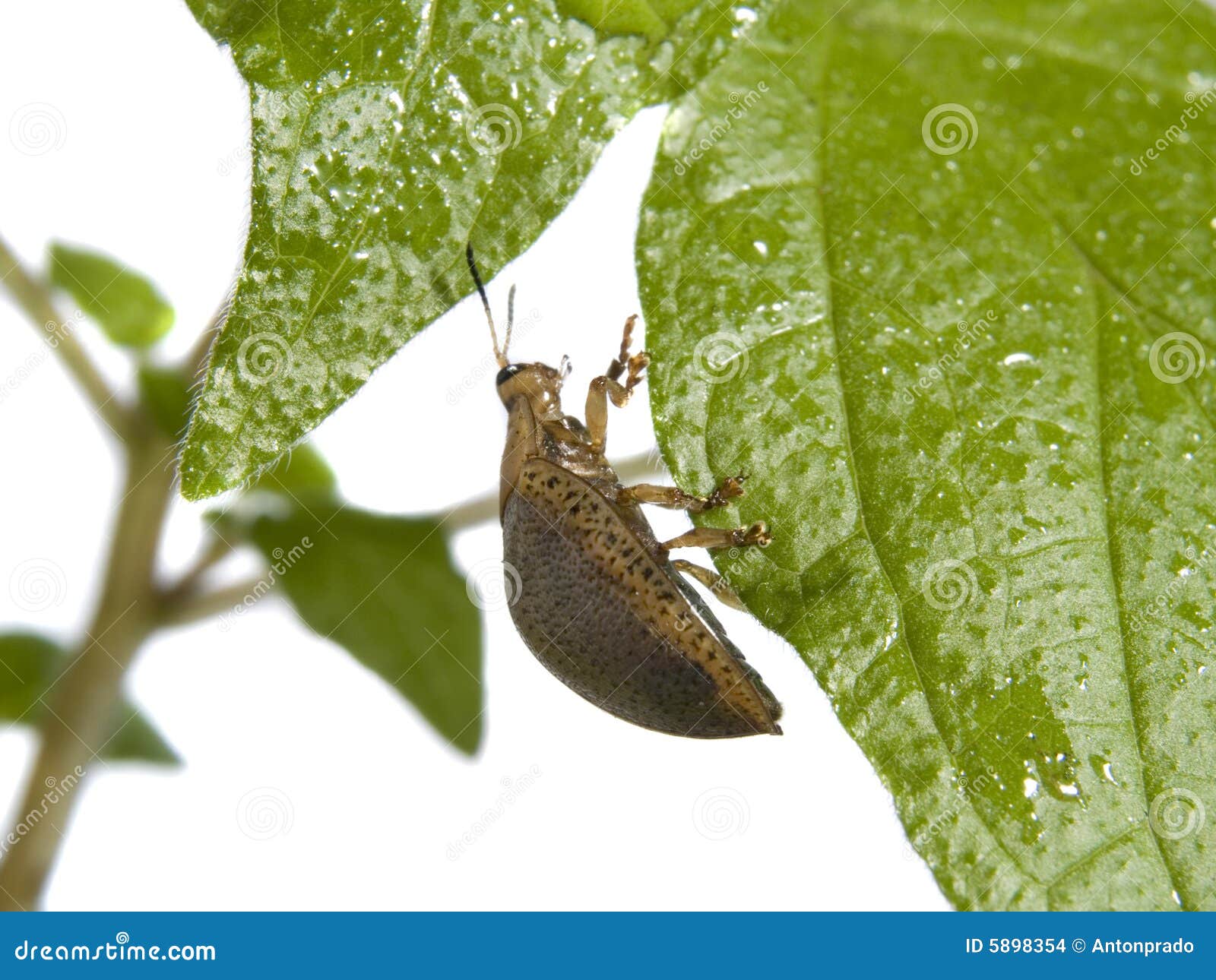 Bug on a plant stock photo. Image of drop, nature, close - 5898354
