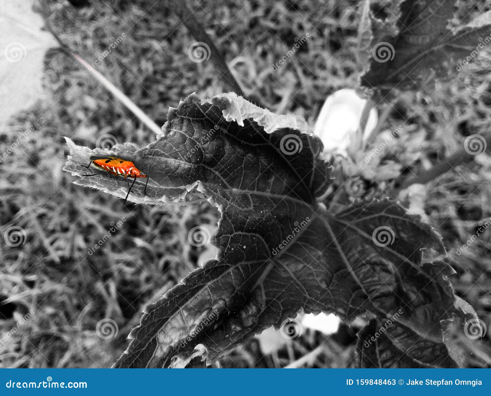Color Isolation Effect Panorama Of Via Ferrata Astaldi Upon Dibona ...