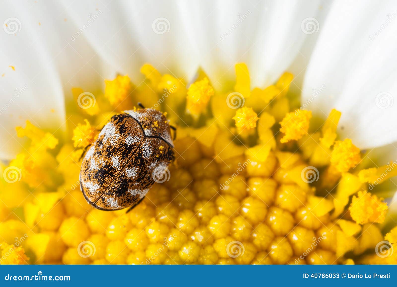 Bug and pollen stock image. Image of life, animalia, anthrenus - 40786033