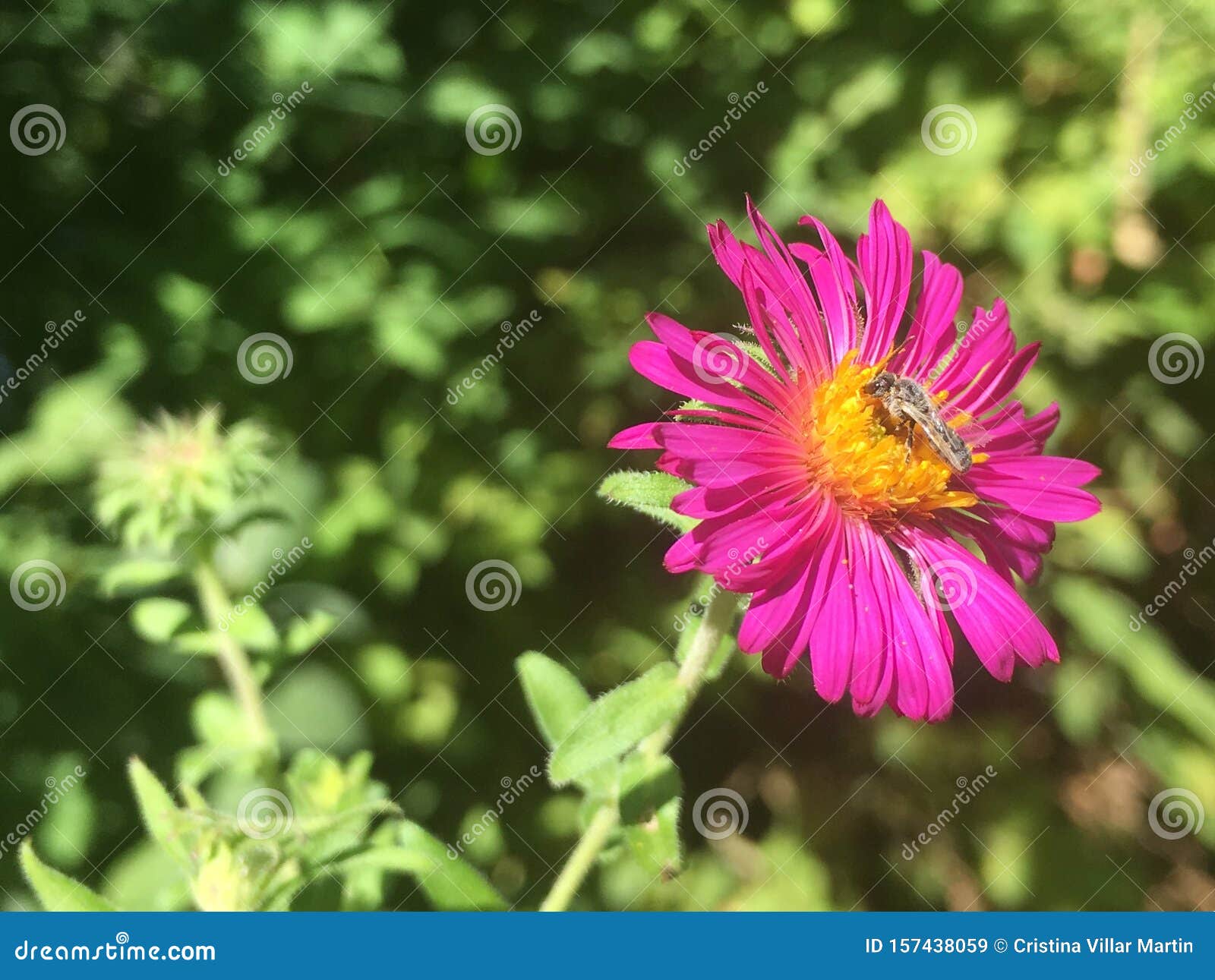 A Bug Pollinating a September Ruby Aster Stock Image - Image of plant ...