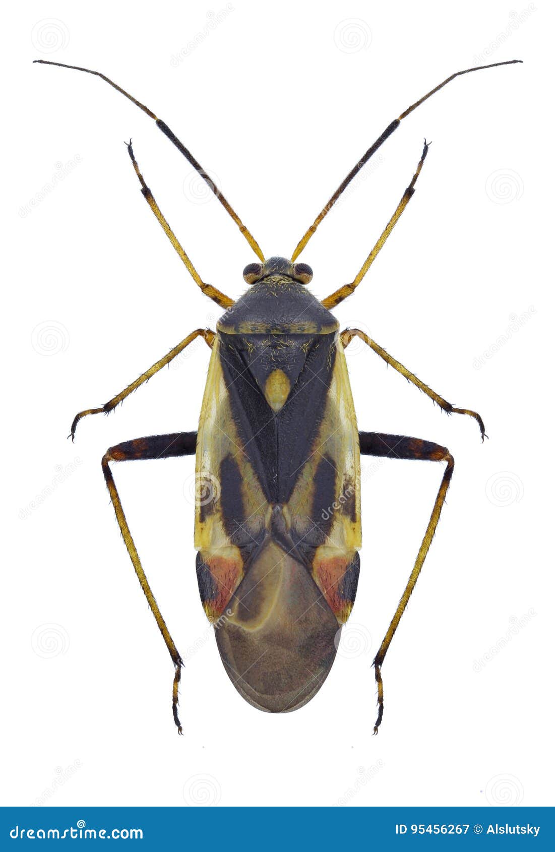 Microphthalmus Stock Photos - Free & Royalty-Free Stock Photos from ...