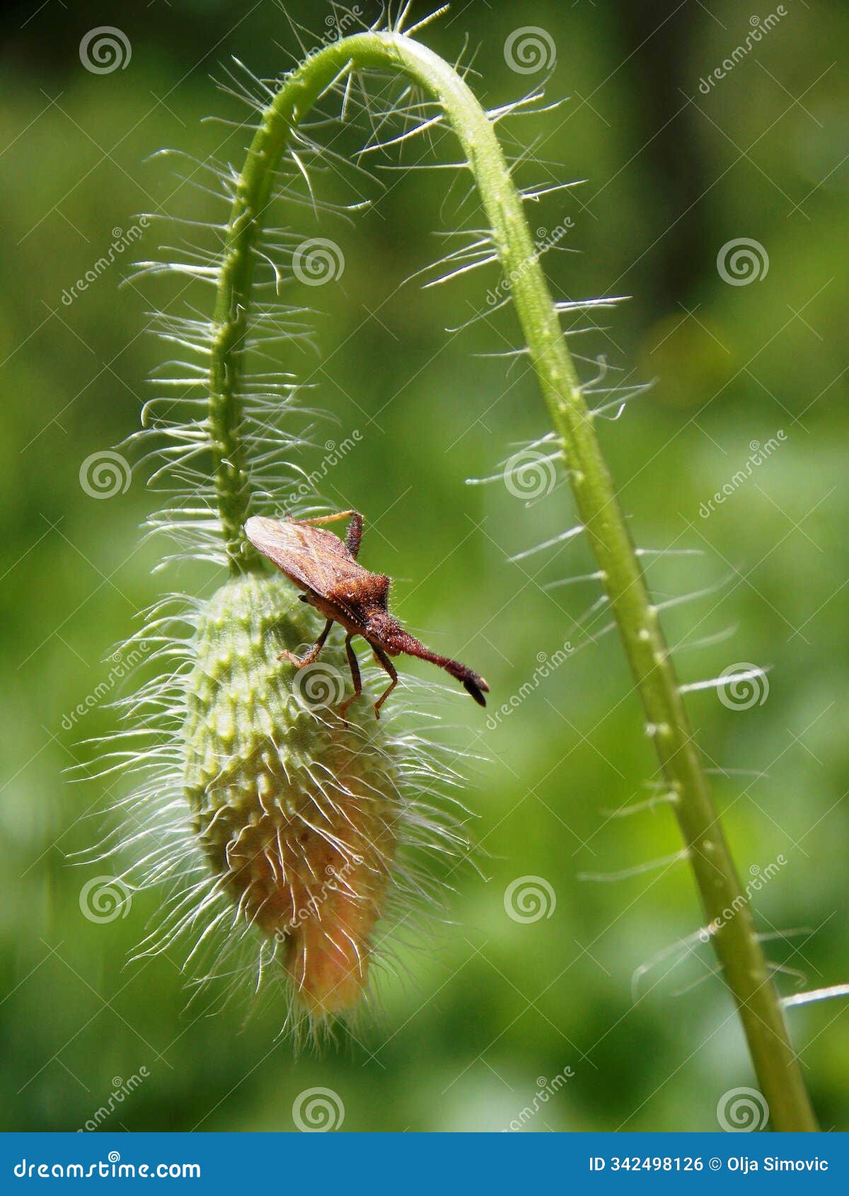 Bug on a poppy bud stock photo. Image of moisture, grass - 342498126