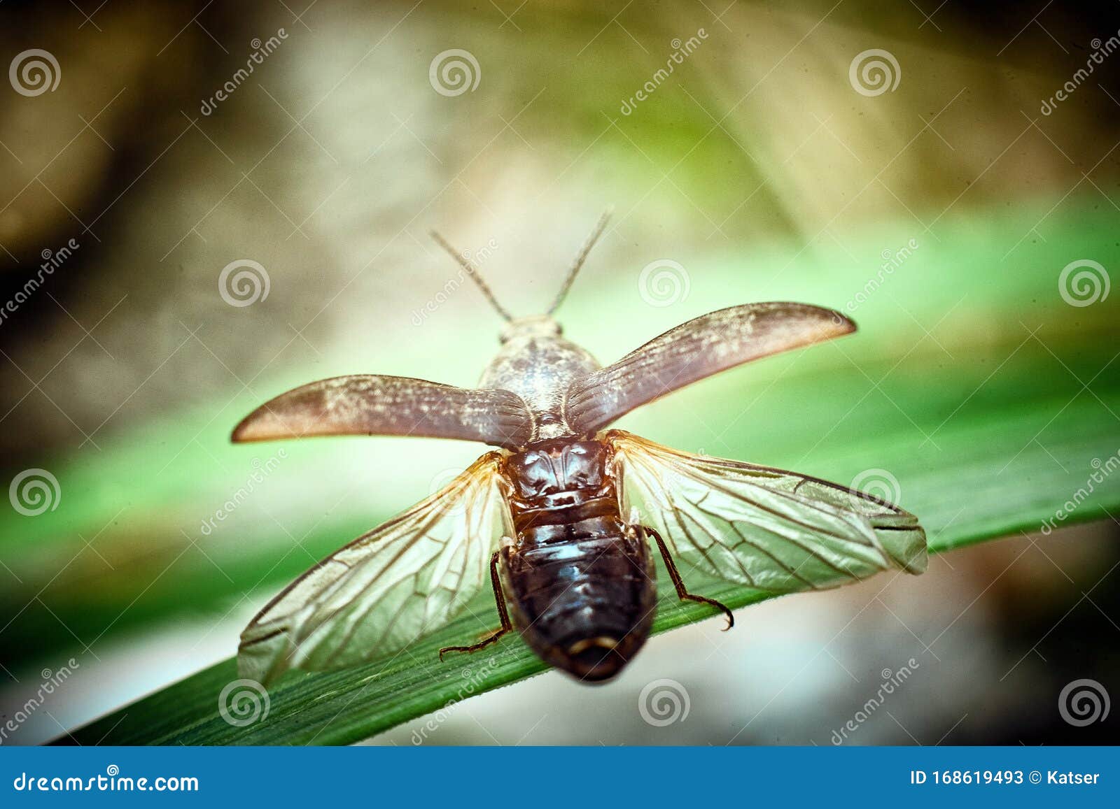 Bug Pronto Para Voar Sentado Na Grama Imagem de Stock - Imagem de mosca ...