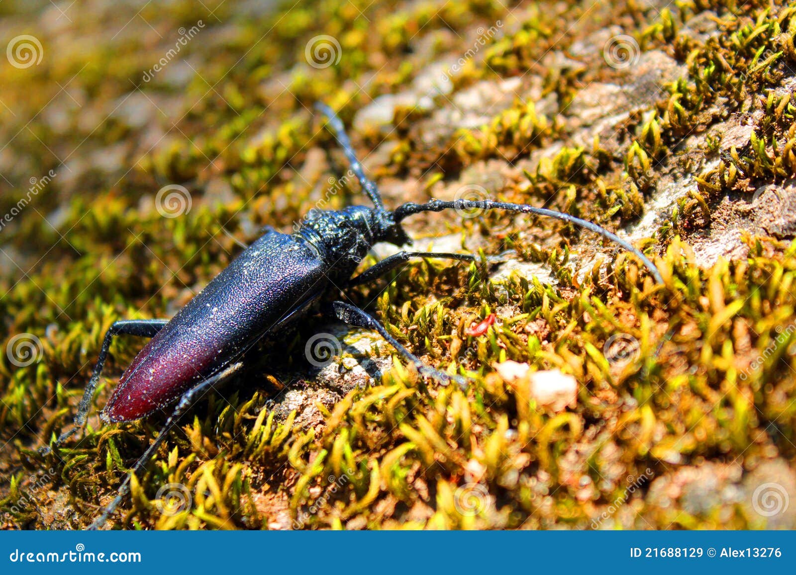 The Bug Pruner stock image. Image of mountain, insect - 21688129