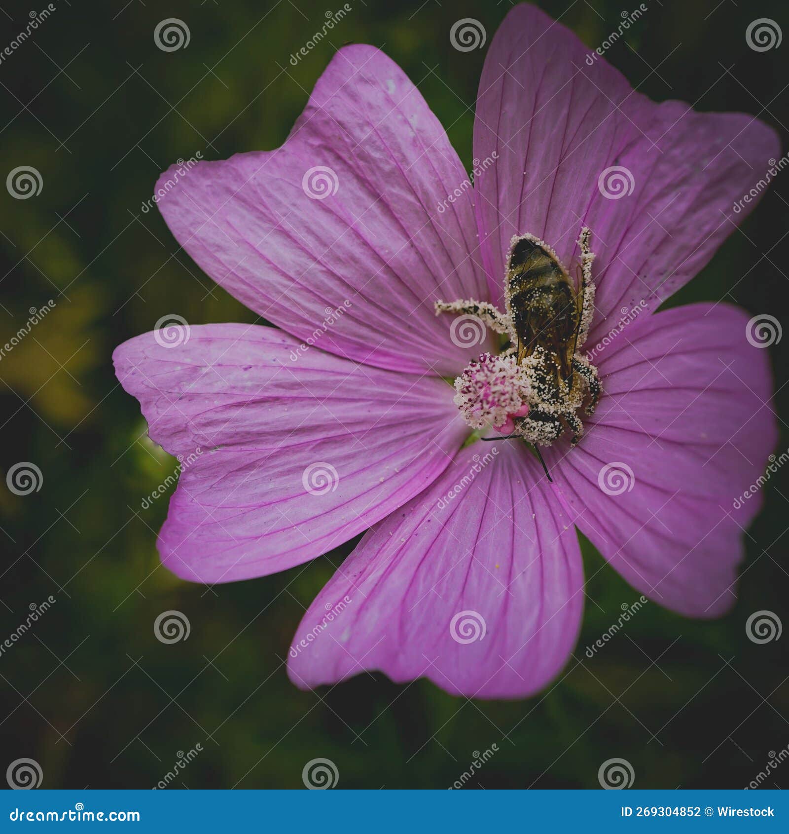 Bug on Purple Mallow Flower Stock Photo - Image of flying, botanical ...