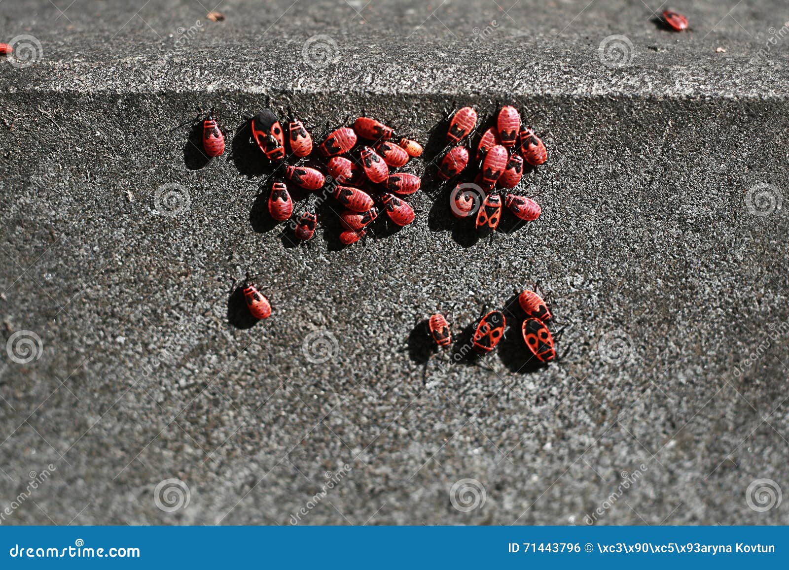 Bug pyrrhocoridae wingless stock photo. Image of bright - 71443796