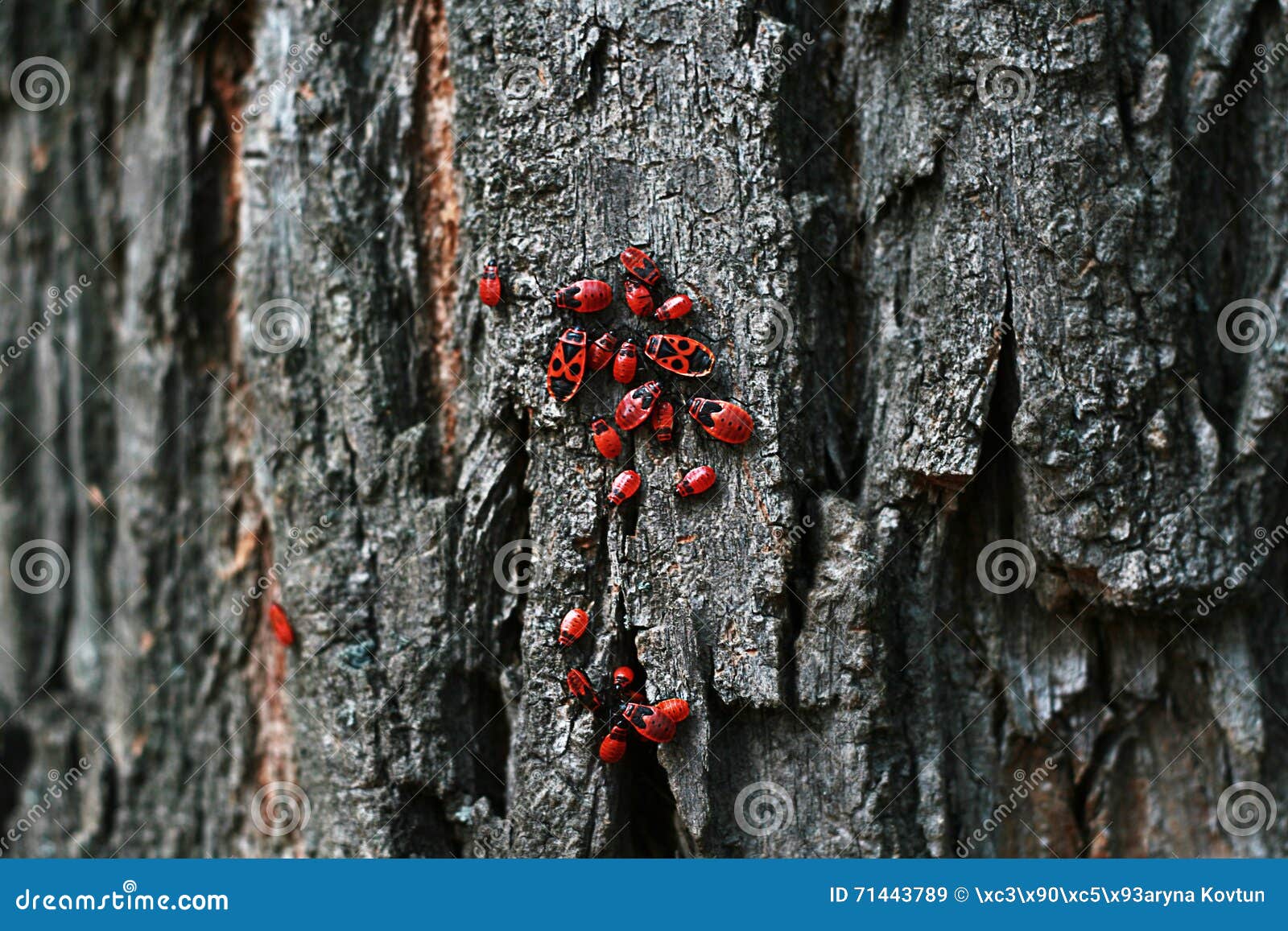Bug pyrrhocoridae wingless stock image. Image of sunny - 71443789