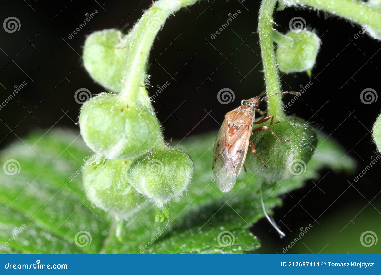 Bug on a Raspberry Plant in the Garden. Stock Photo - Image of ...