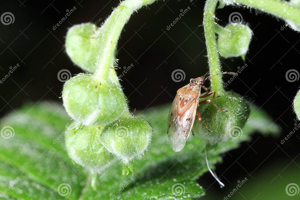 Bug on a Raspberry Plant in the Garden. Stock Photo - Image of ...