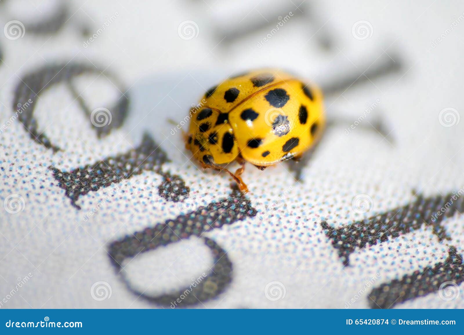 Bug reading News stock photo. Image of yellow, small - 65420874