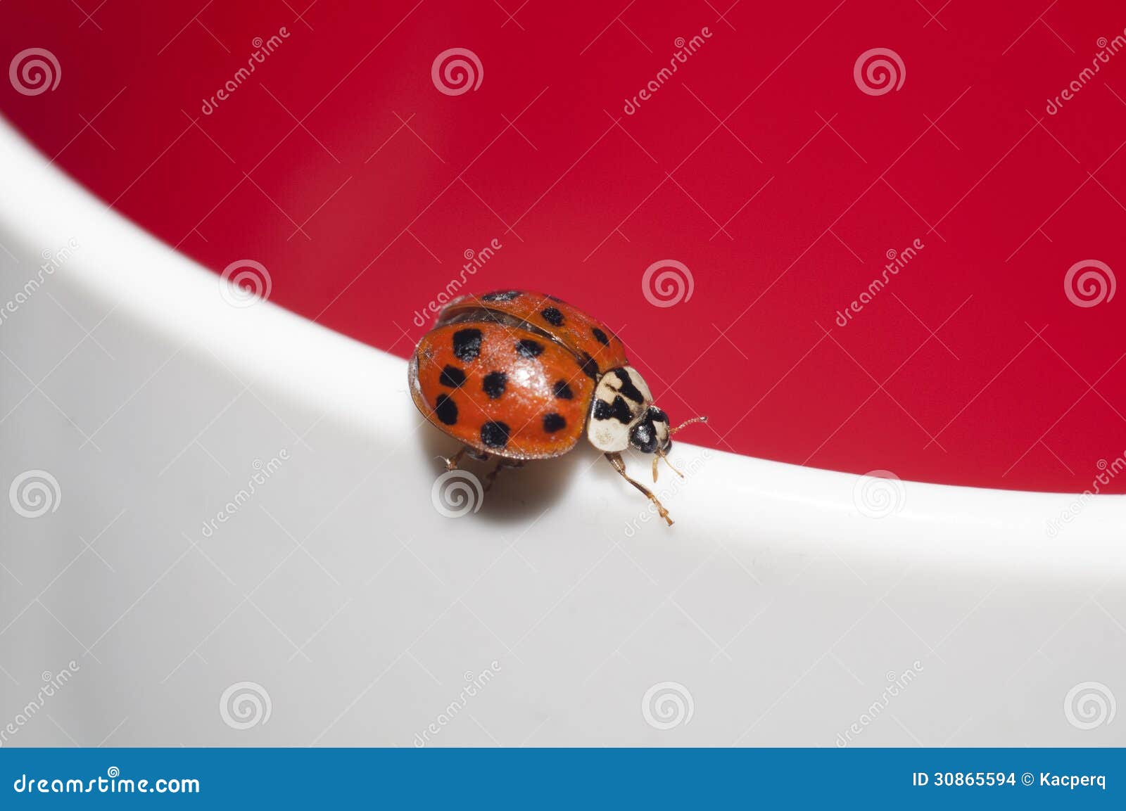 Bug stock photo. Image of whitered, redwhite, point, ladybug - 30865594