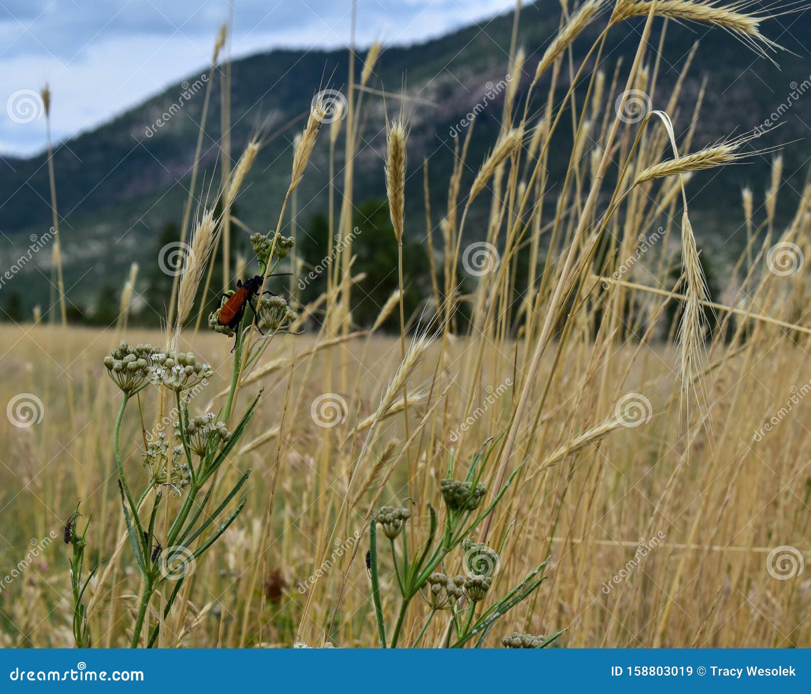 Bug with Red Wings on a Flower Stock Image - Image of field, grass ...