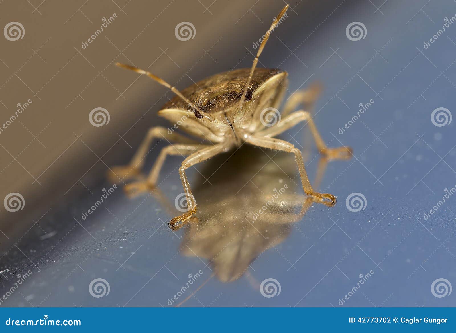 The Bug and the Reflection stock photo. Image of wild - 42773702