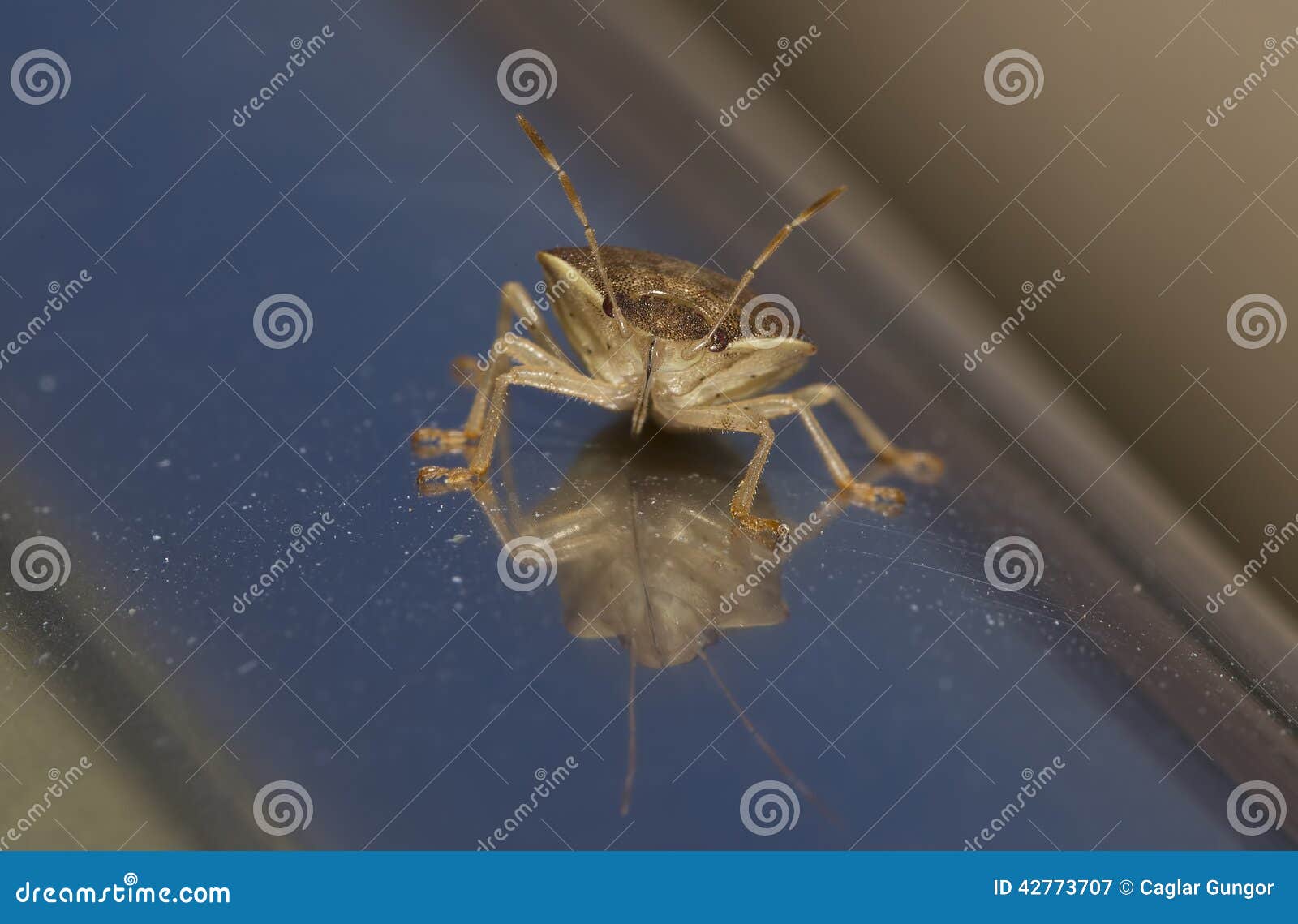 The Bug and the Reflection stock image. Image of beetle - 42773707
