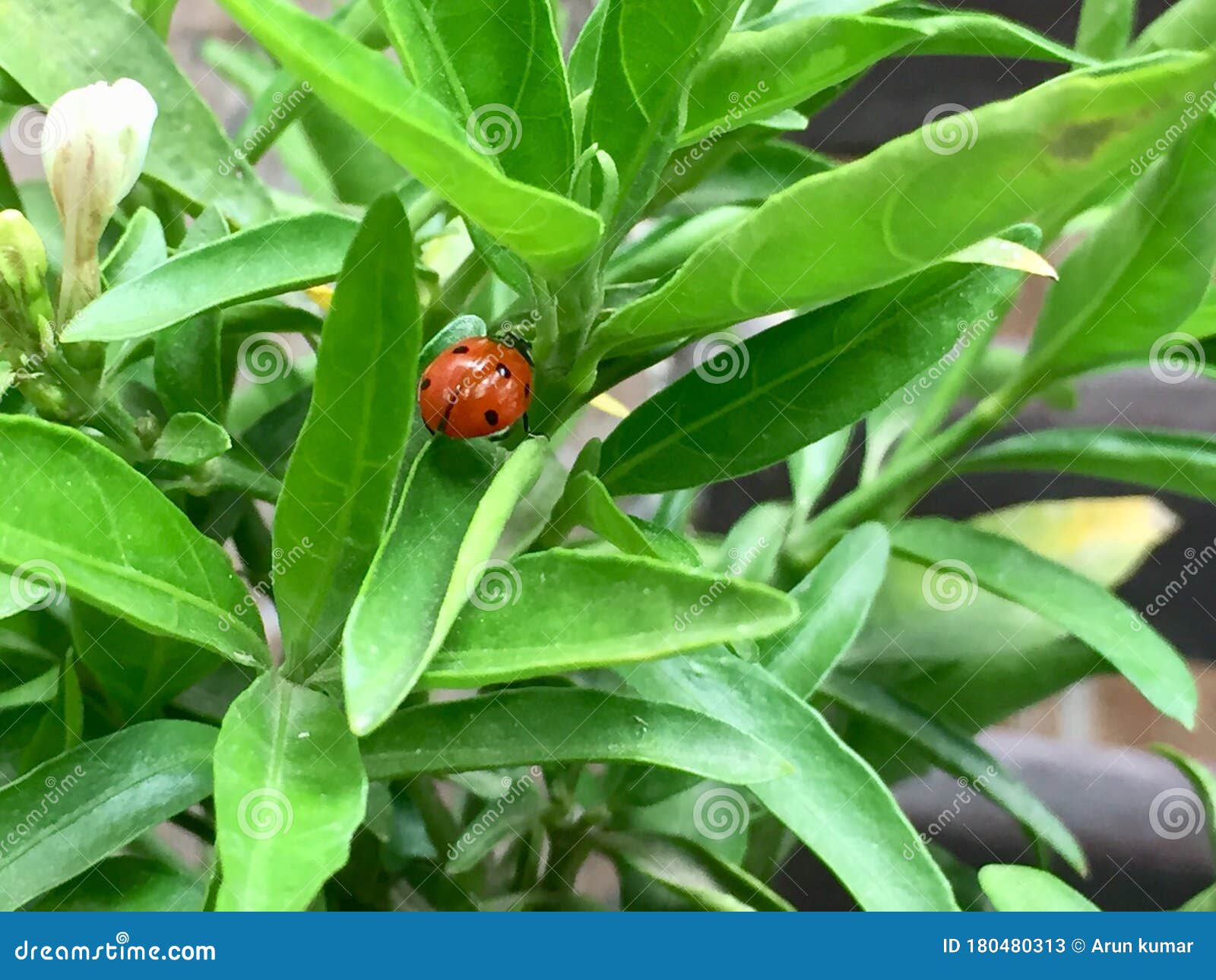 Bug Relaxing on Jasmine Plant Leaves Stock Image - Image of jasmine ...