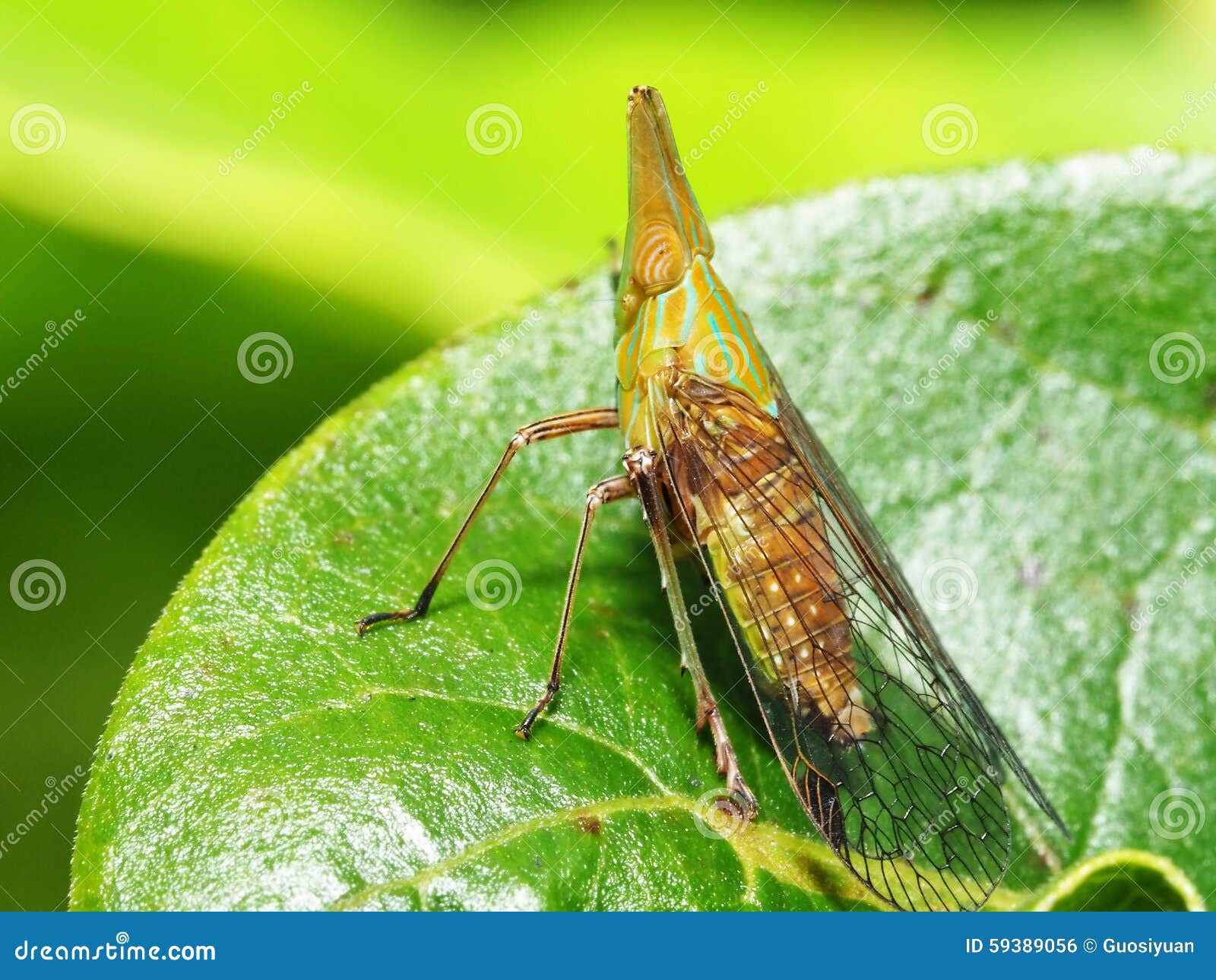 Bug stock photo. Image of studded, insects, drops, needle - 59389056