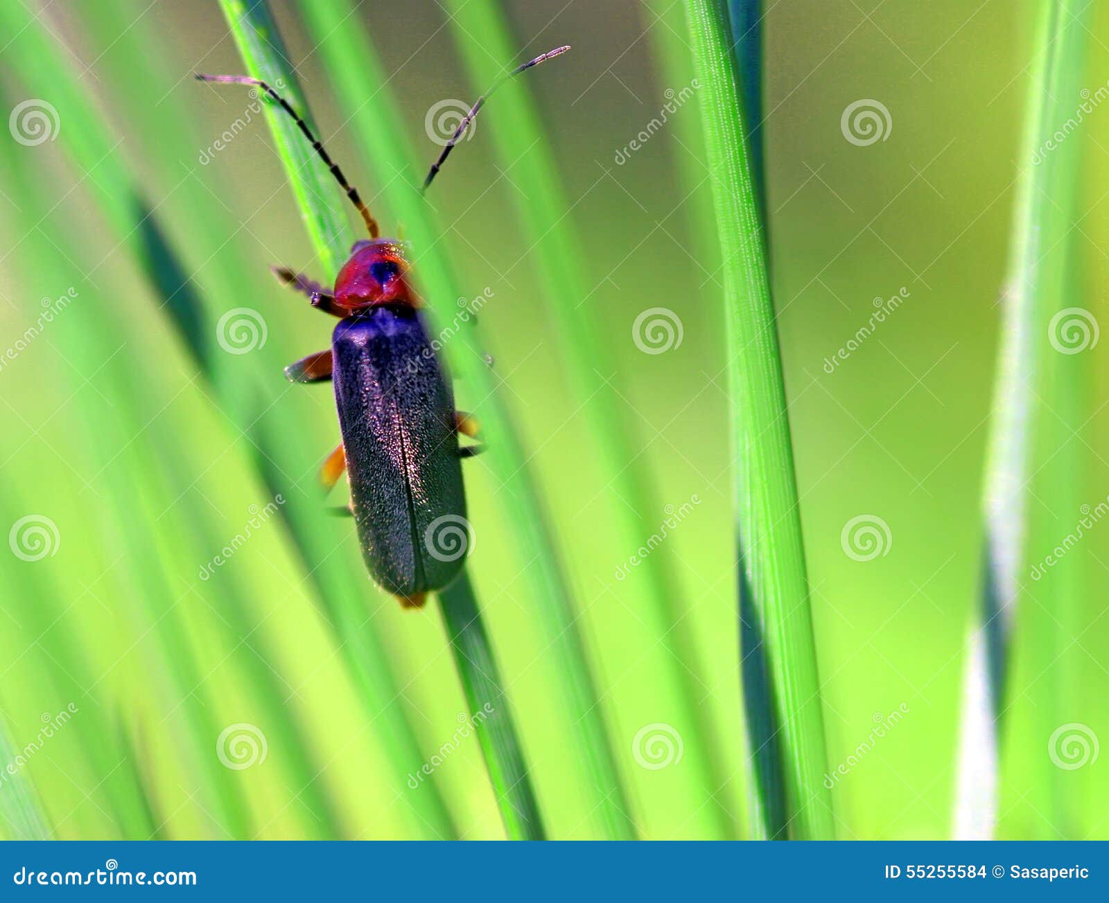 Bug Resting on a Grass, Macro Shot Stock Photo - Image of field ...