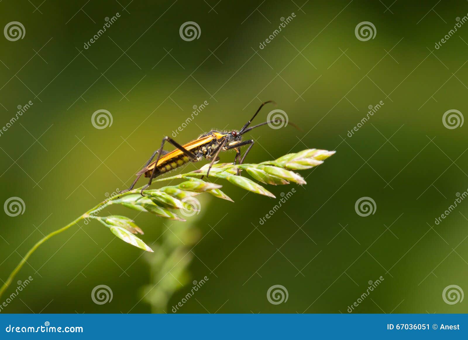Bug resting on grass stock image. Image of tiny, angle - 67036051