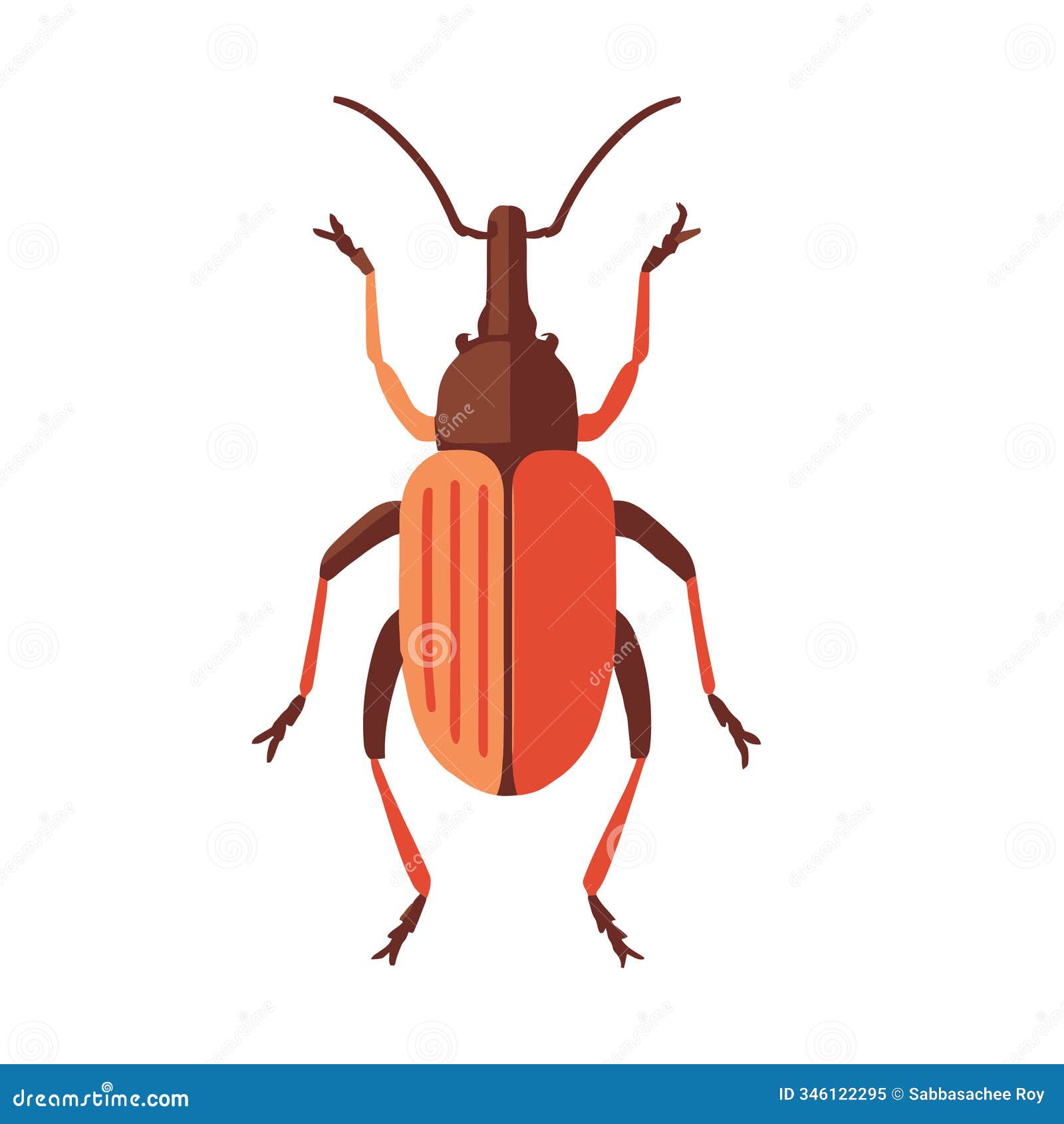 Bug Rhinophorids Ferruginous Red Palm Weevil Cartoon Vector ...