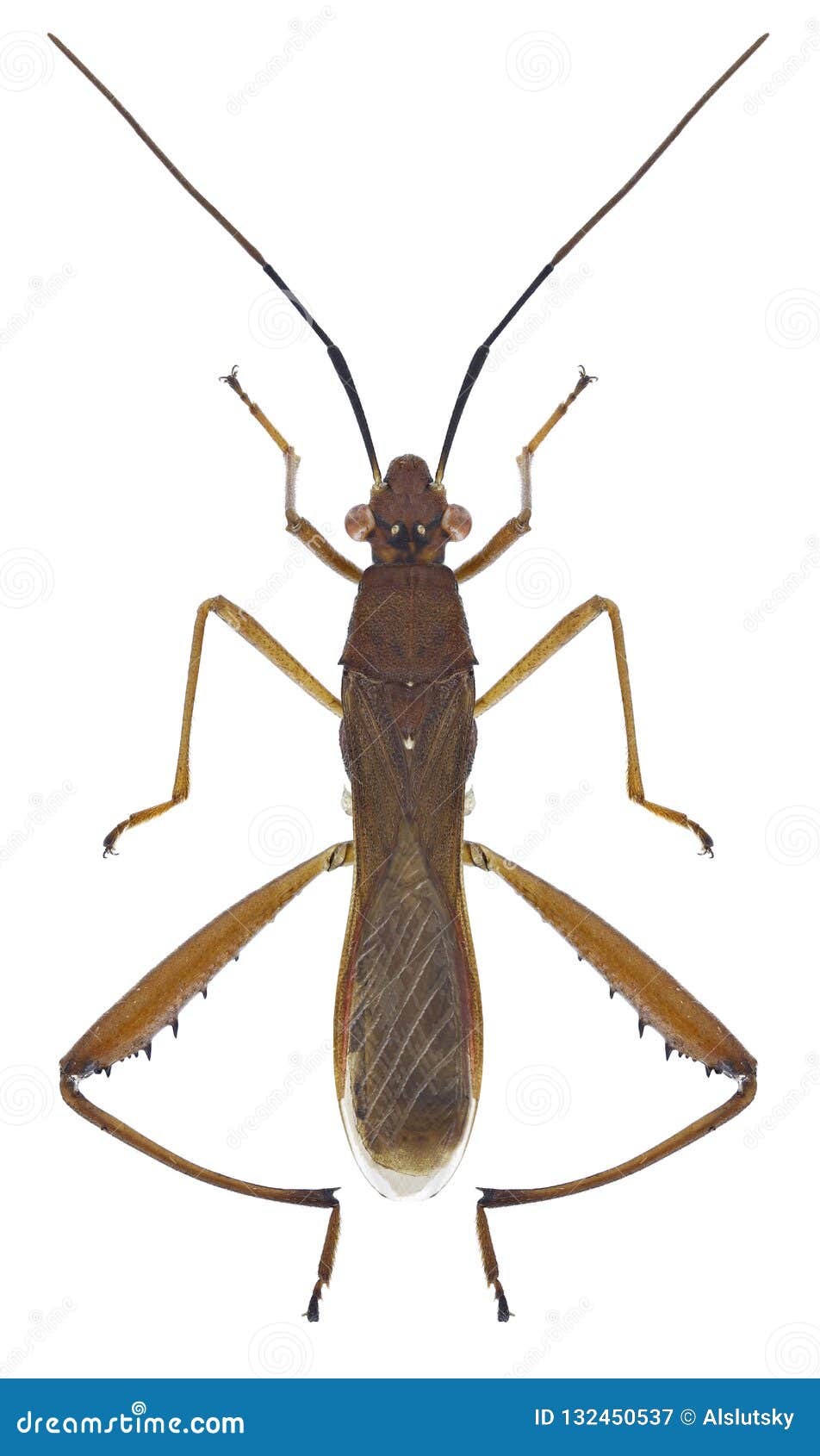 Bug Riptortus Photos - Free & Royalty-Free Stock Photos from Dreamstime