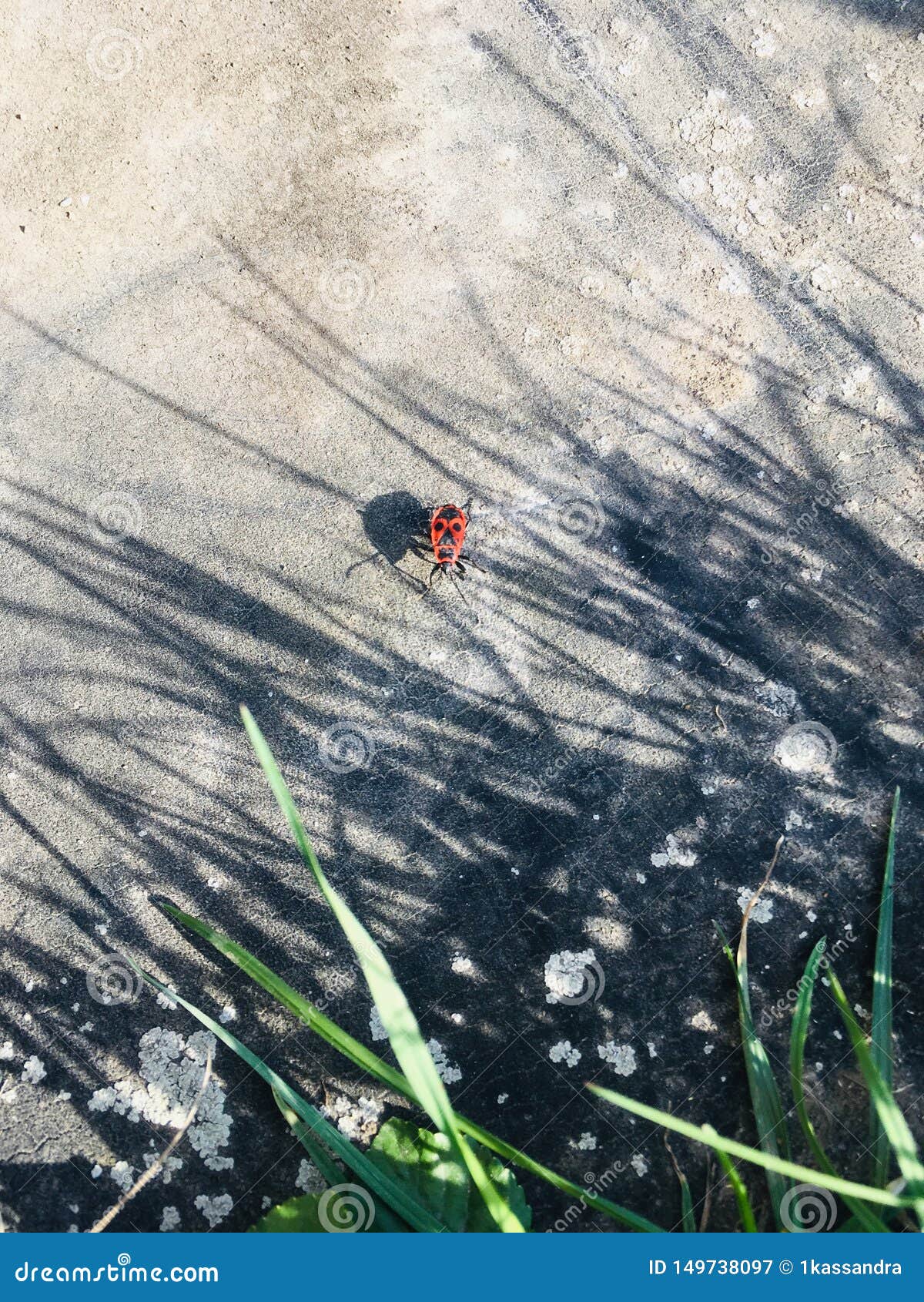 A bug on the road stock image. Image of insect, nature - 149738097